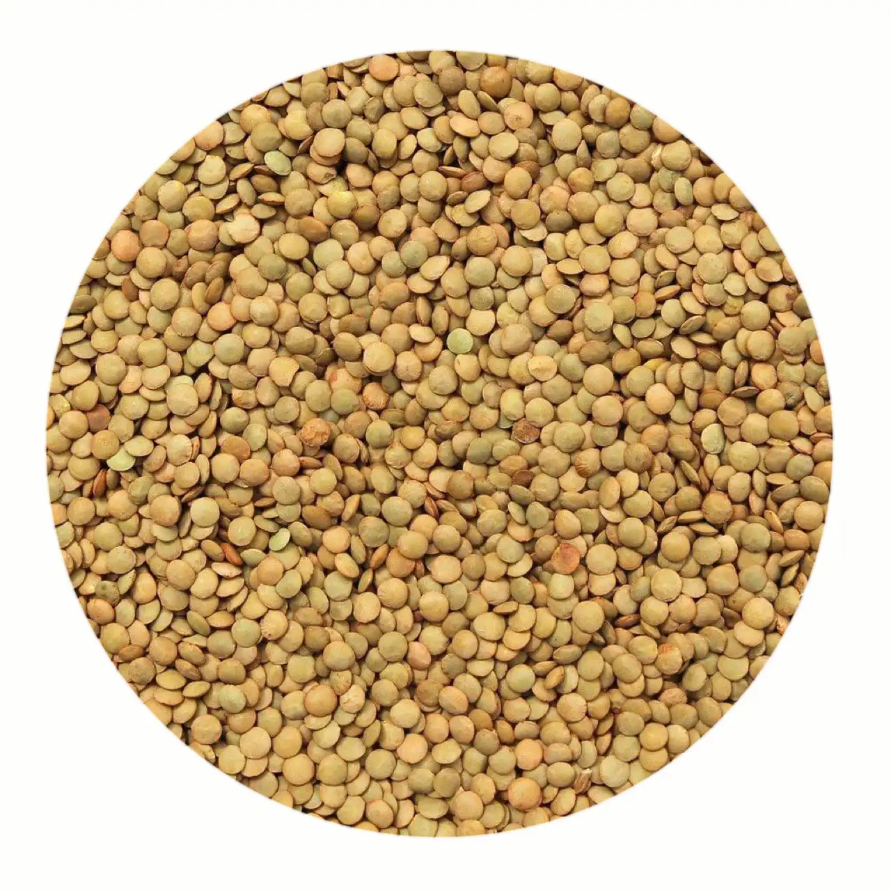 Groene Linzen Groothandel | Biologisch, Bulk & Private Label