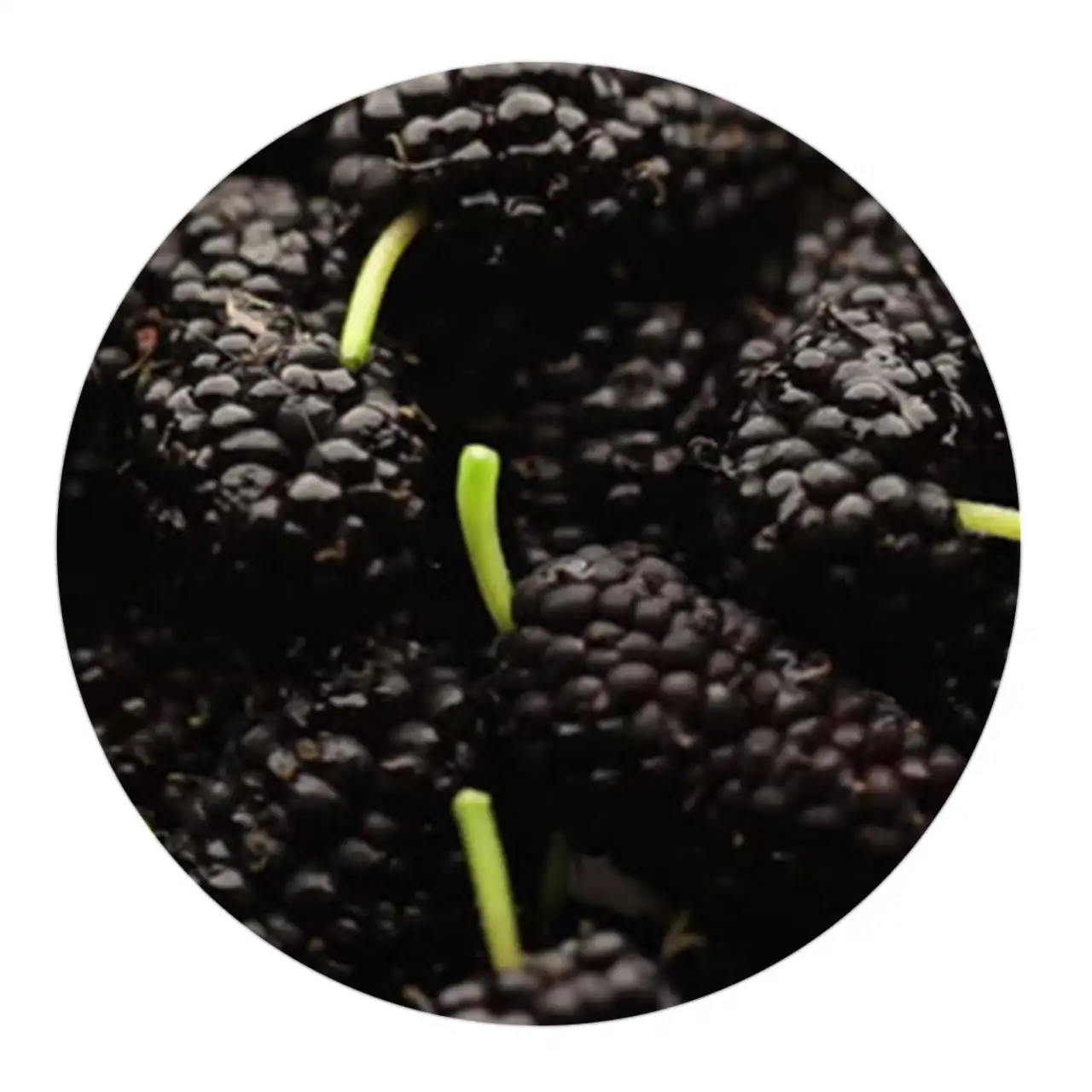 Zwarte Moerbeien Groothandel | Bulk & Private Label NutriBoost